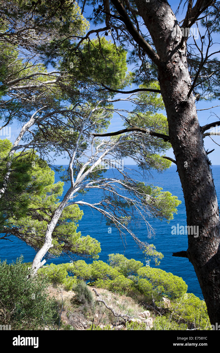 Mediterranean Pines at Aiguablava Stock Photo - Alamy