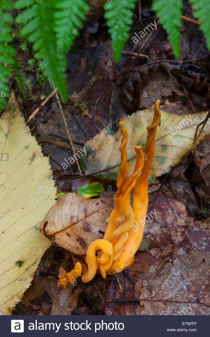 Fusiformis High Resolution Stock Photography and Images - Alamy