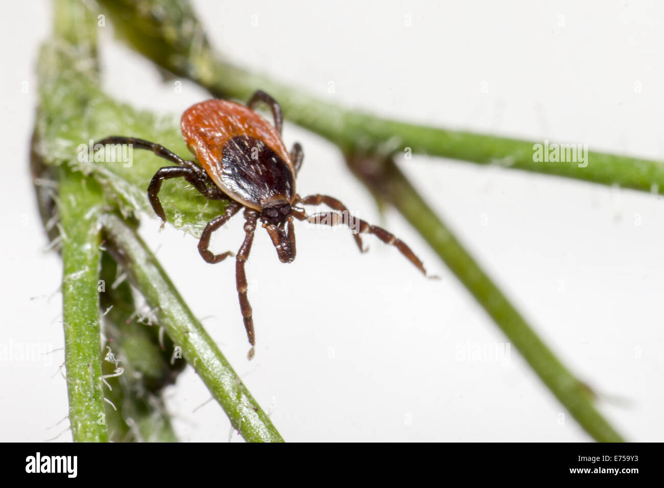 Taiga Tick High Resolution Stock Photography and Images - Alamy