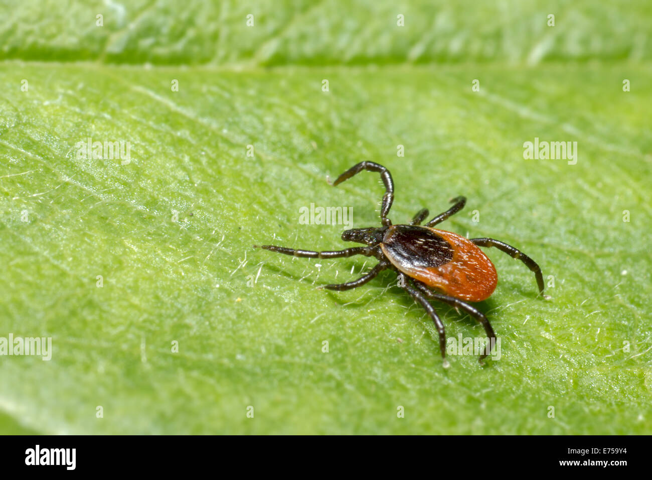 Taiga Tick High Resolution Stock Photography and Images - Alamy