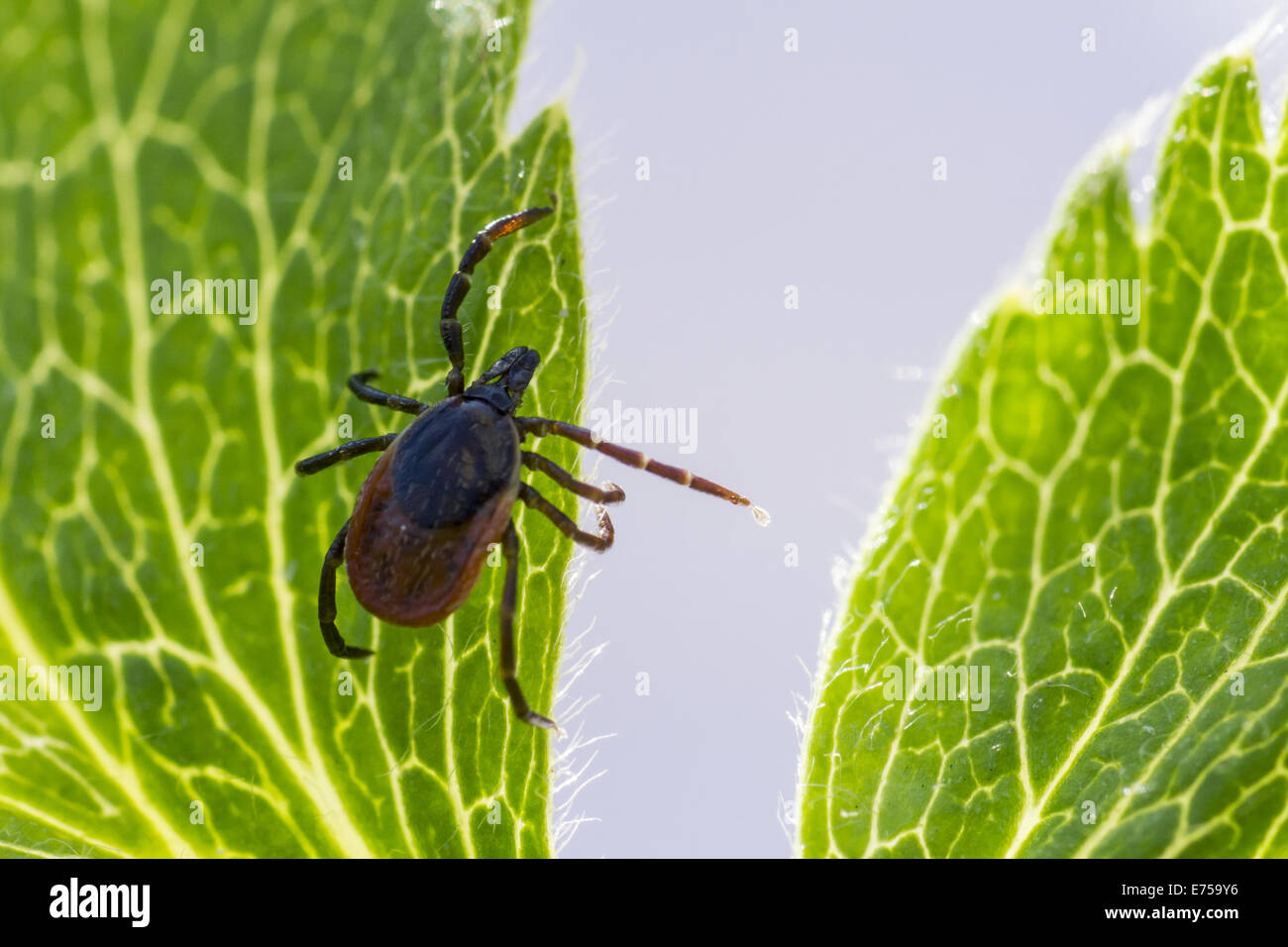The Sheep Tick Stock Photo - Alamy