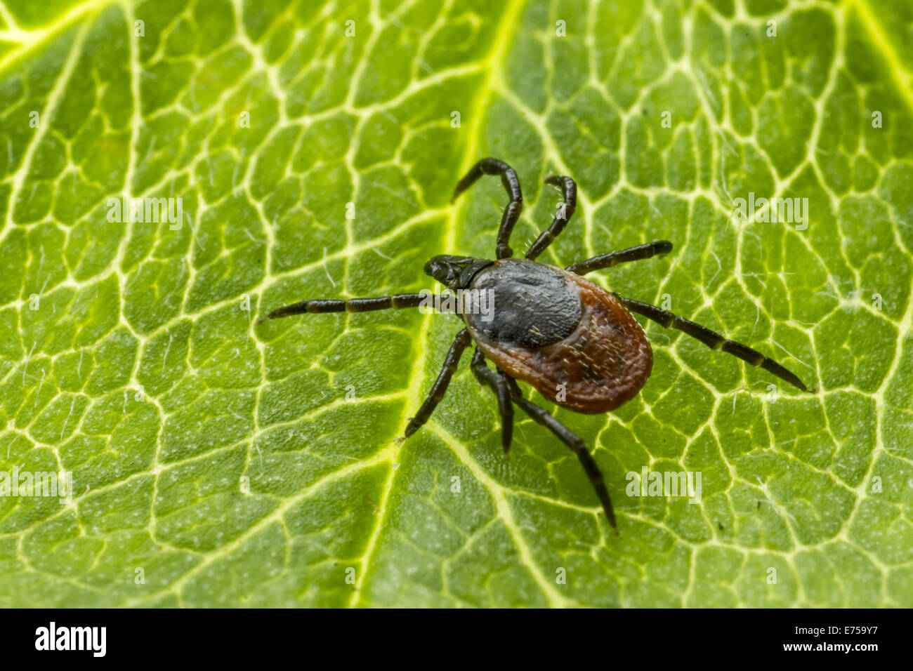 The Sheep Tick Stock Photo - Alamy
