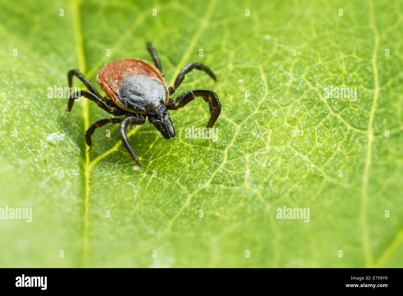 The Sheep Tick Stock Photo - Alamy