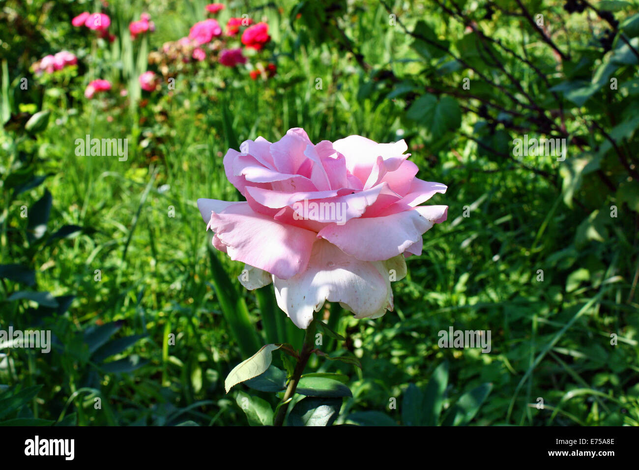 Single cream rose igrowing in the garden Stock Photo - Alamy