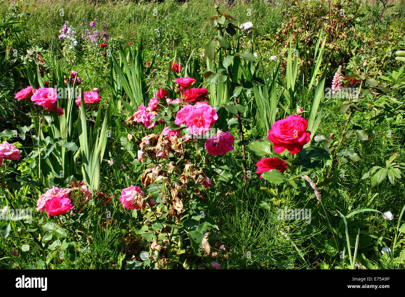 Pink rose growing in the garden Stock Photo - Alamy