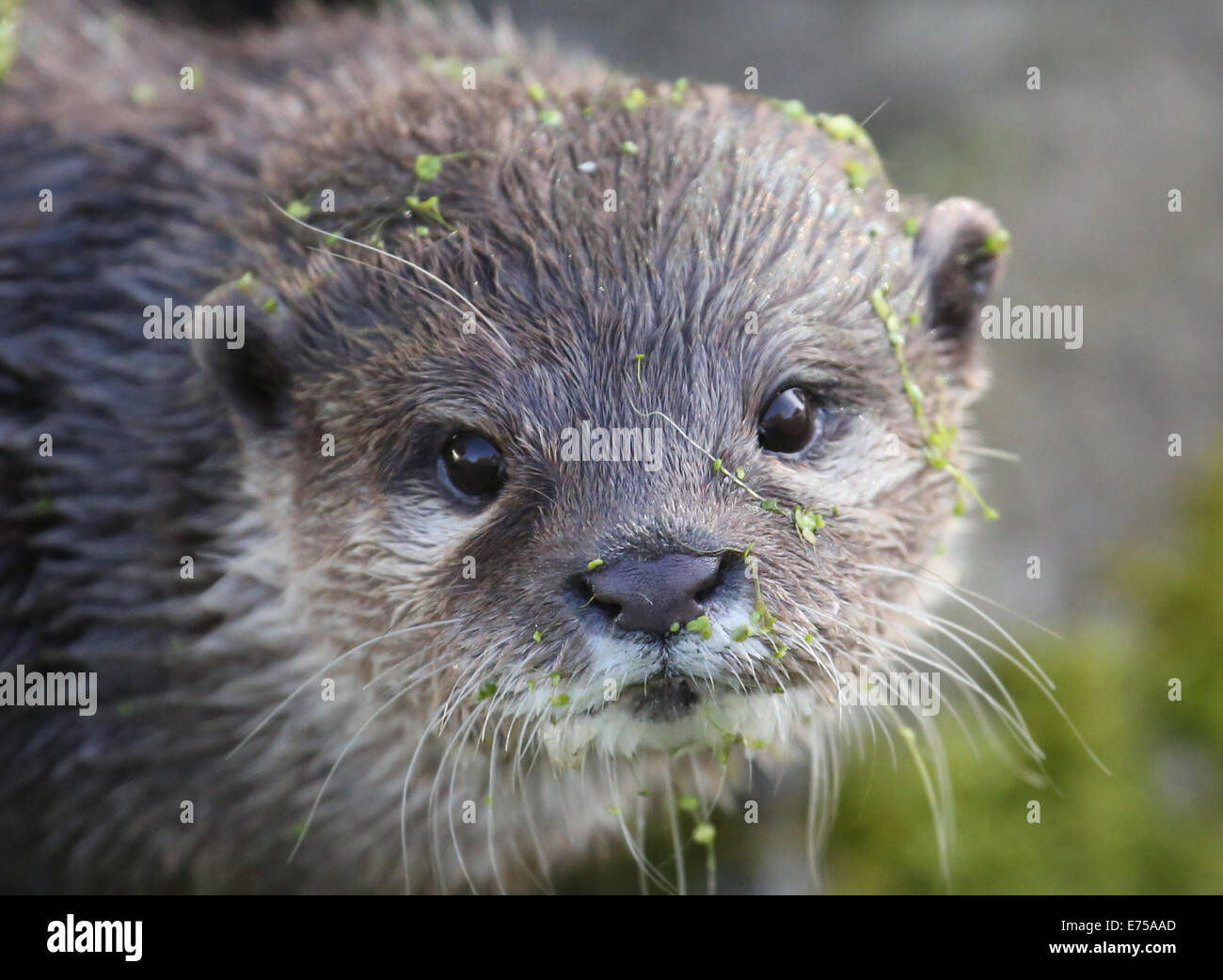 River Otter Face