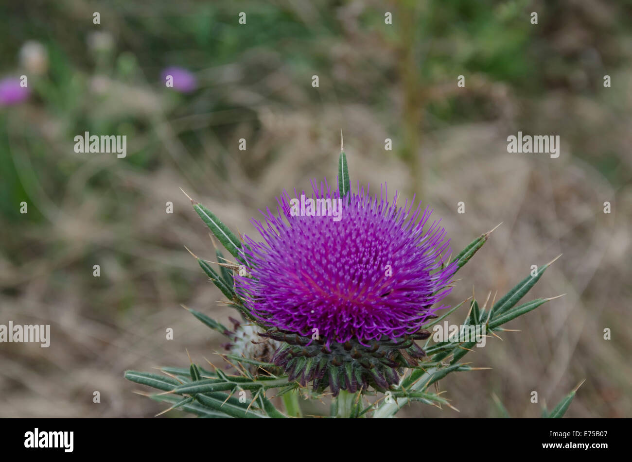 White thorn flower hi-res stock photography and images - Alamy