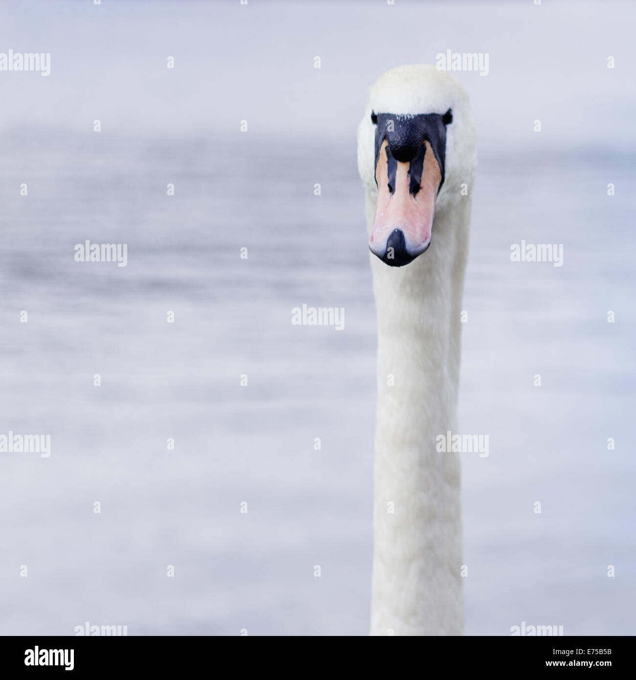 Close up swan head and neck hi-res stock photography and images - Alamy