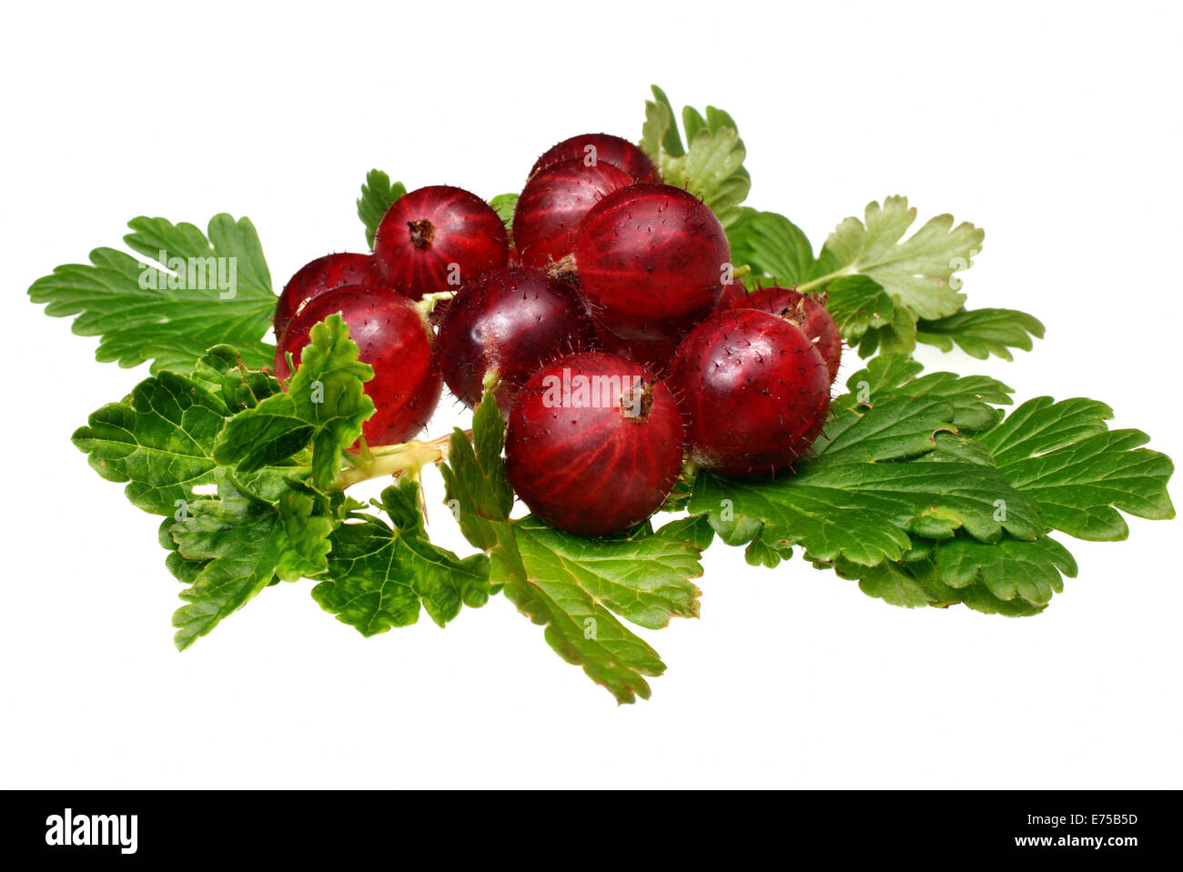 Red gooseberry fruit closeup isolated on white background Stock Photo ...