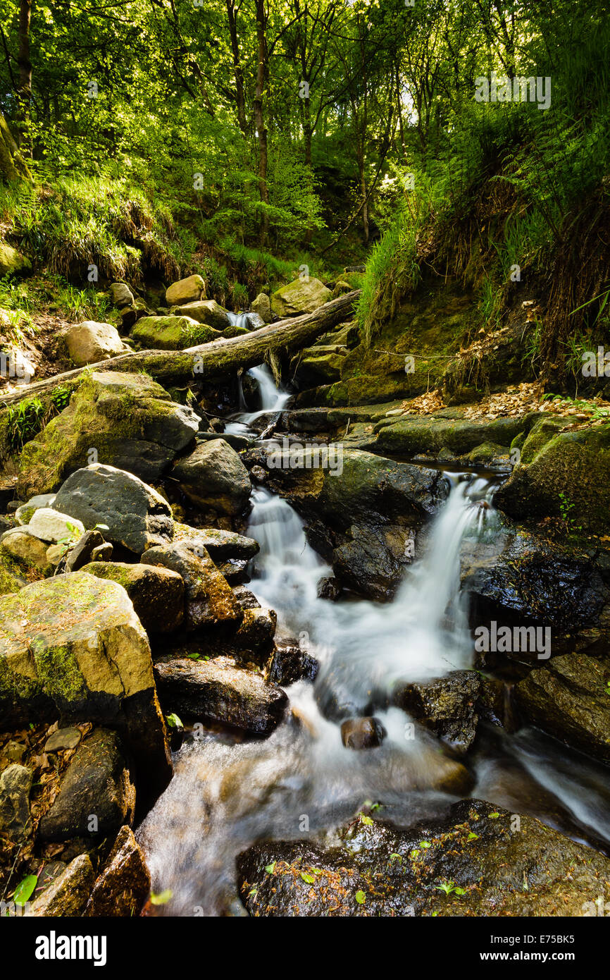 Small waterfall rocks and slow moving water under thick summer foliage ...