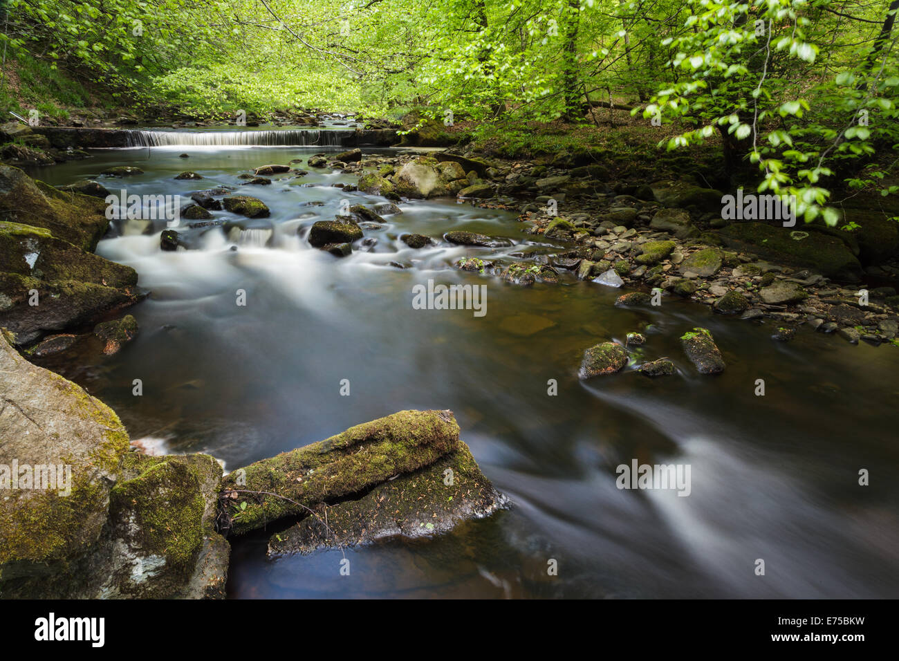 Small waterfall rocks and slow moving water under thick summer foliage ...