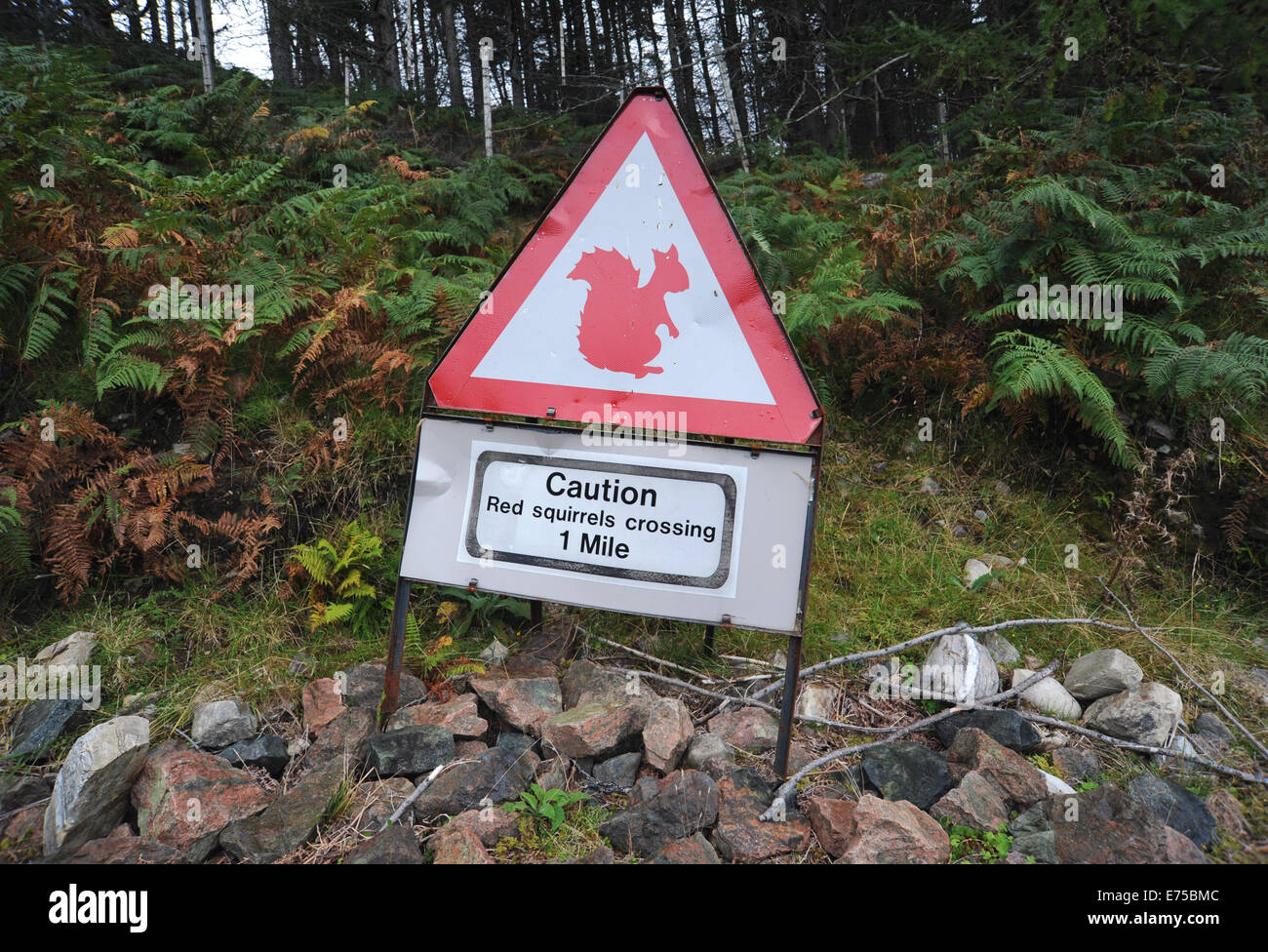 Squirrel road sign hi-res stock photography and images - Alamy