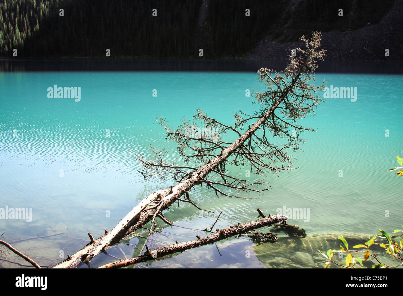 Falling tree branches hi-res stock photography and images - Alamy