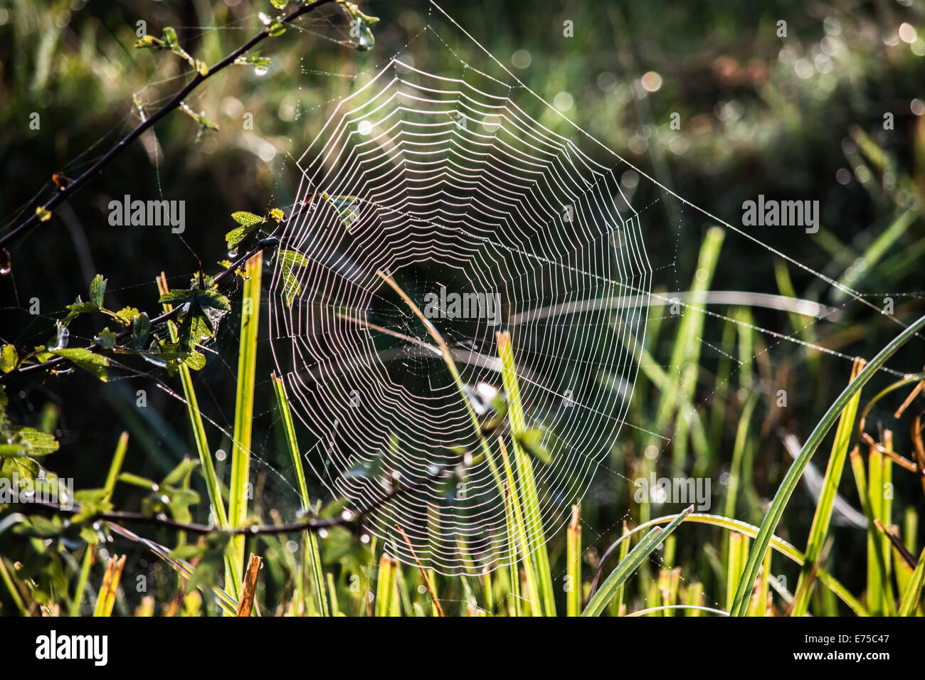 Sparkling cobweb hi-res stock photography and images - Alamy
