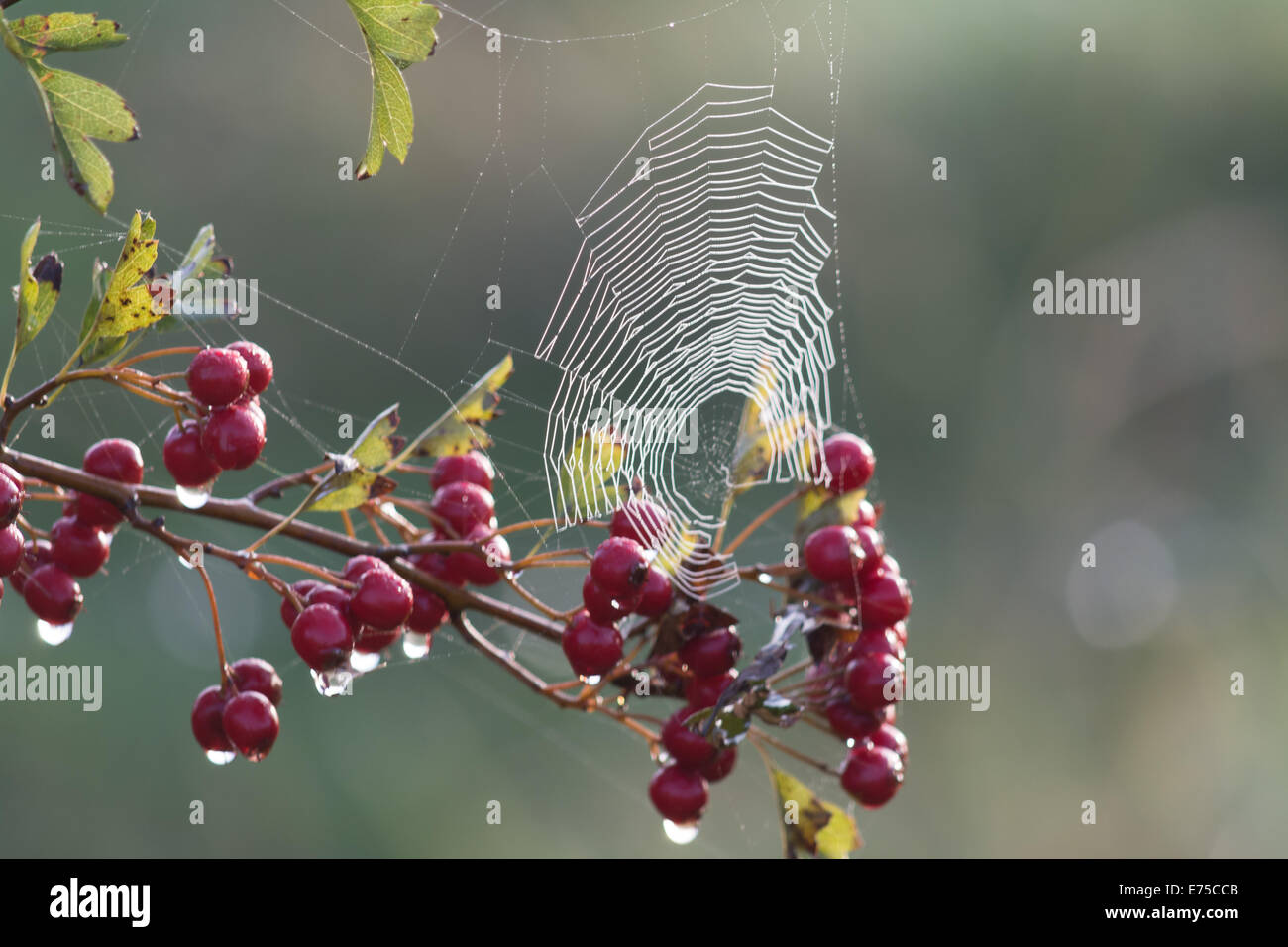 Hawthorn berries and cobweb with dew Stock Photo - Alamy