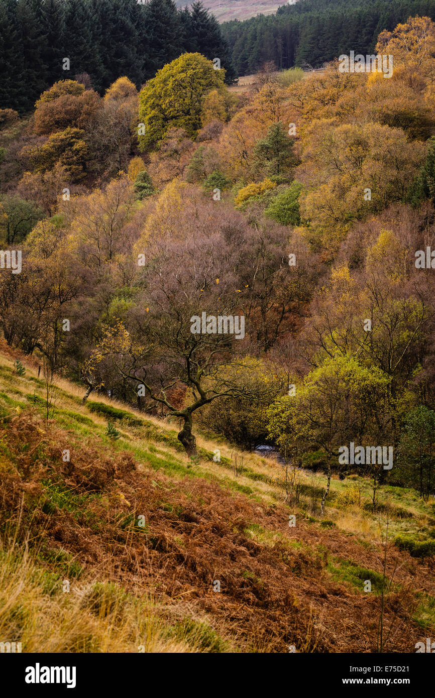 Autumn Colours West Yorkshire England Stock Photo - Alamy