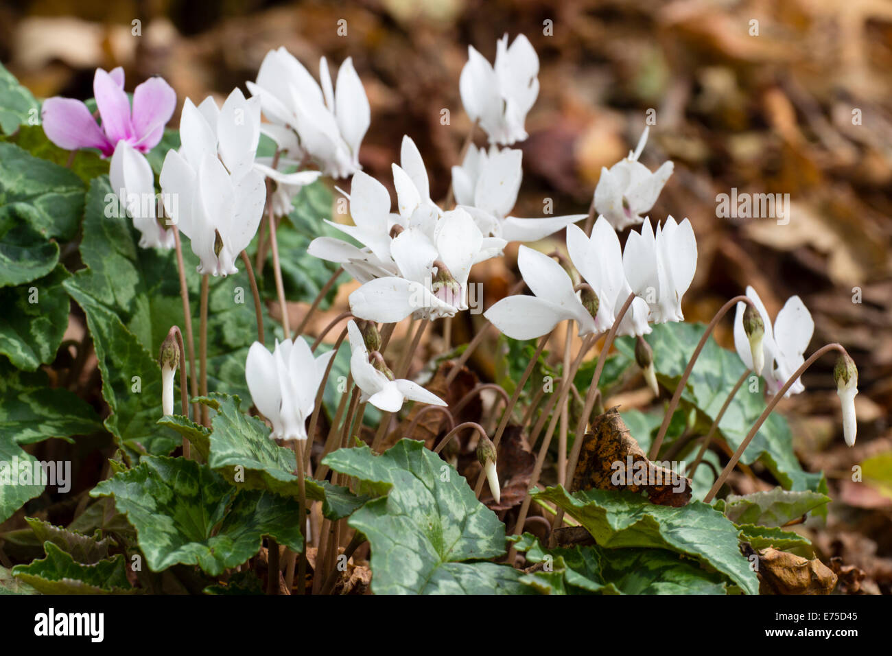 September flowers of the white form of sowbread, Cyclamen hederifolium ...