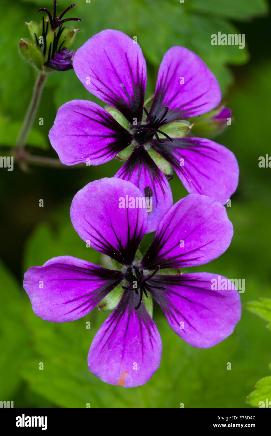 Black and purple flowers of the sprawling hardy perennial, Geranium ...