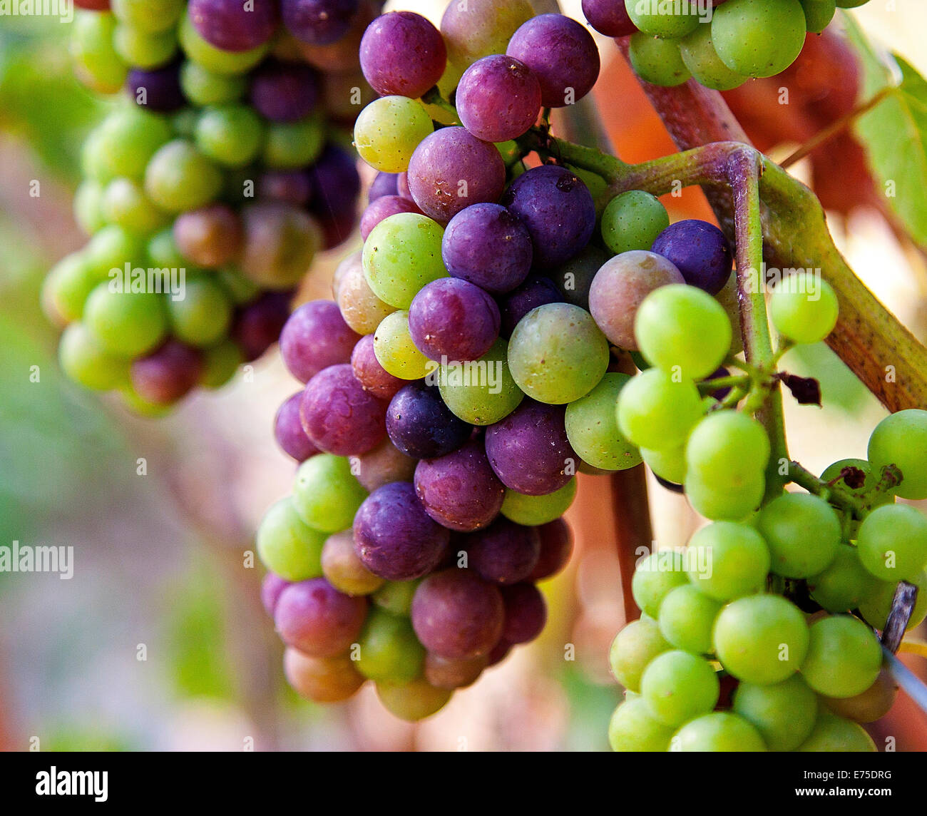 Light Hall Vineyards, grapes, Winery, Prince Edward County, grapes on ...
