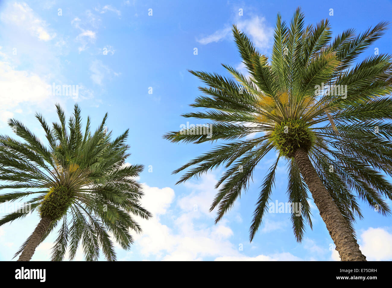Palm Trees From Below Stock Photo - Alamy
