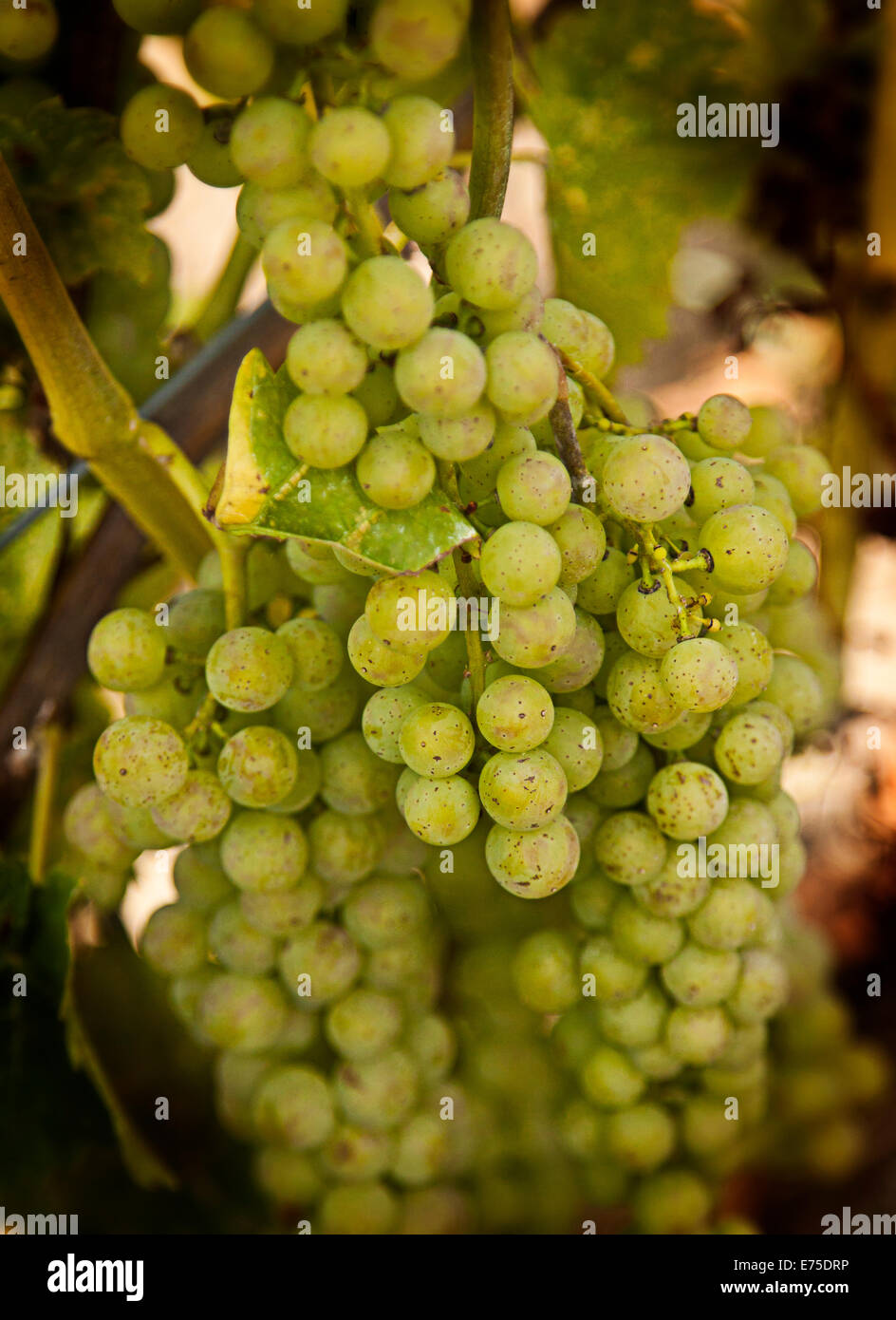 Light Hall Vineyards, grapes, Winery, Prince Edward County, grapes on ...