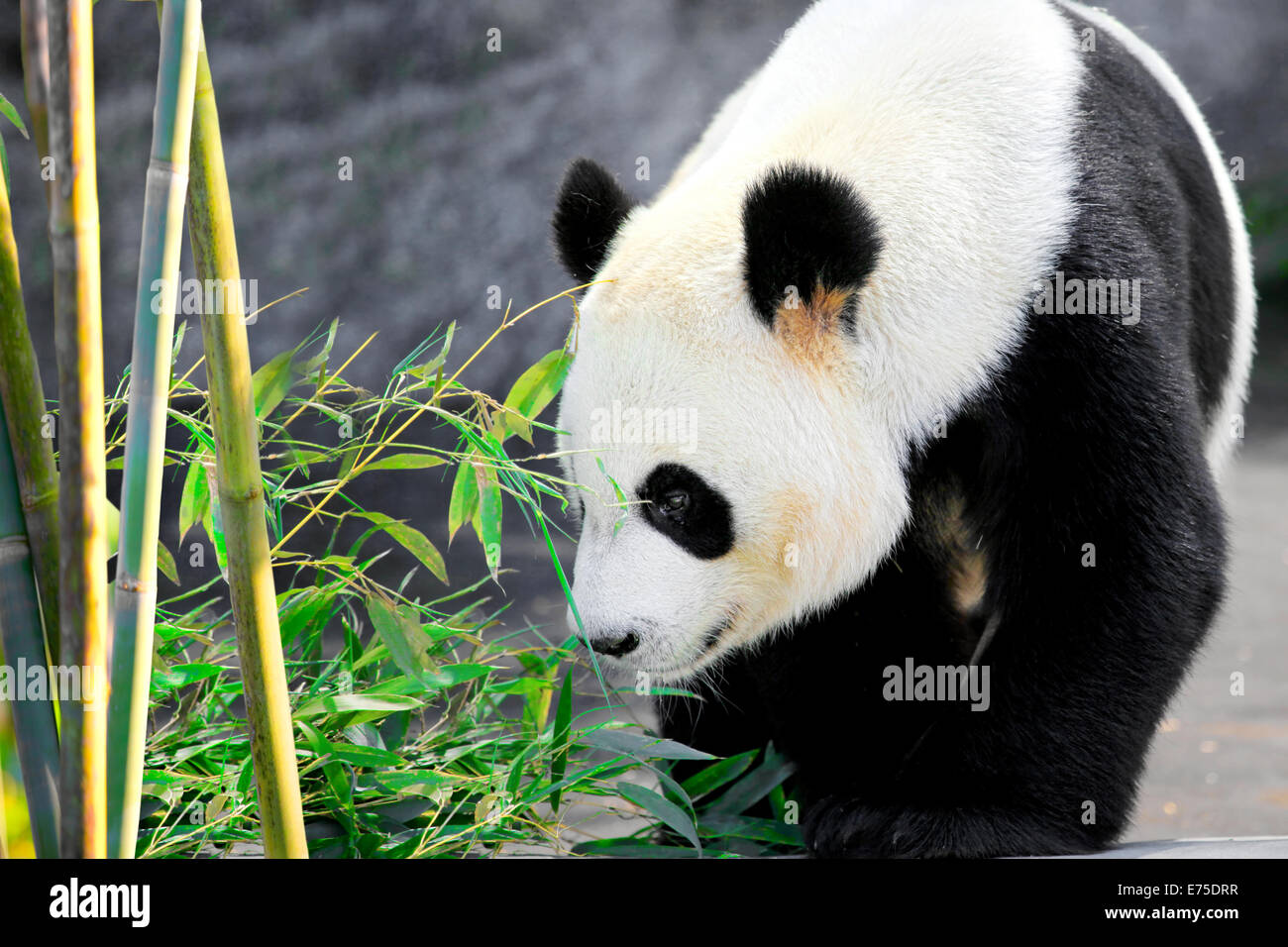 Giant panda habitat hi-res stock photography and images - Alamy