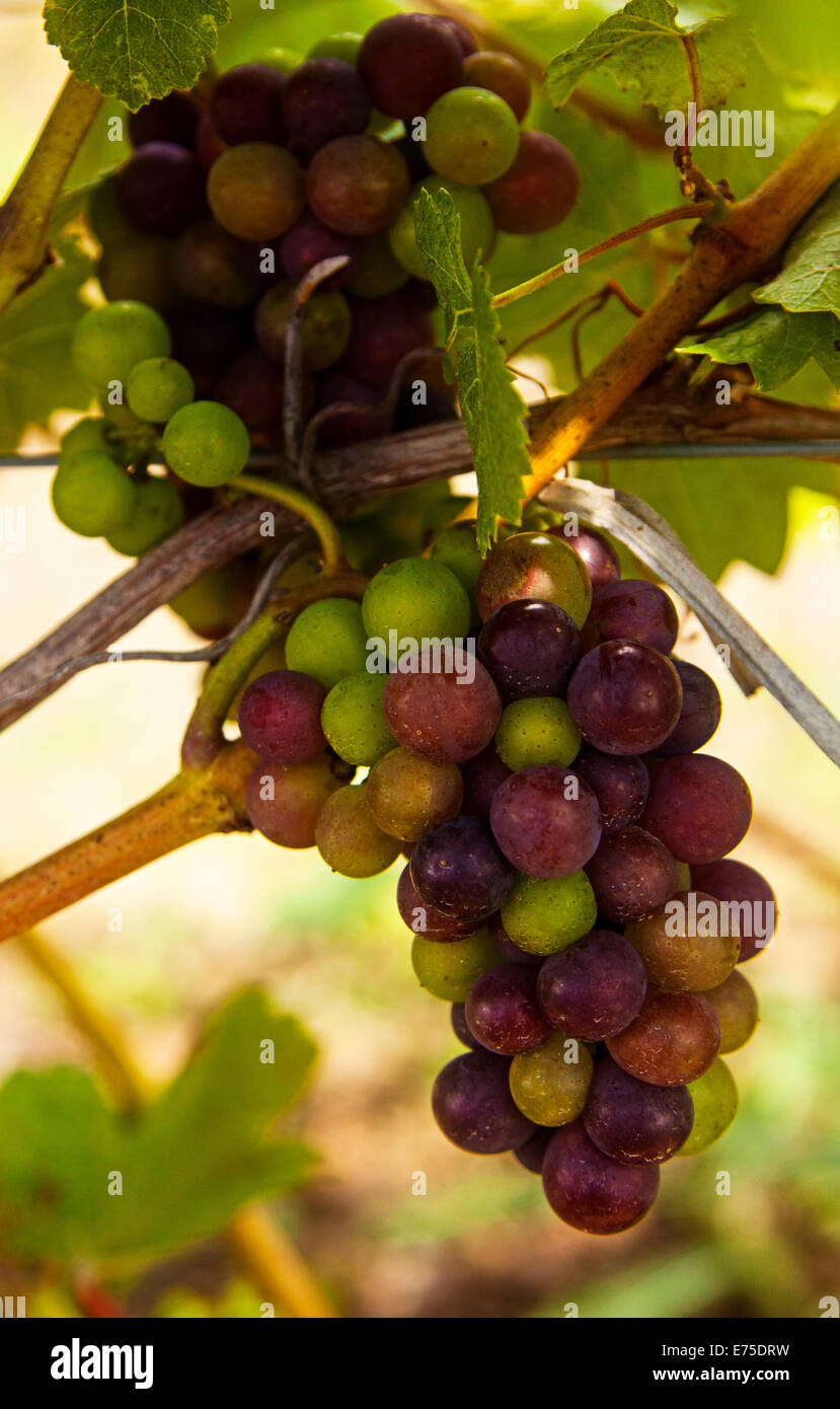 Light Hall Vineyards, grapes, Winery, Prince Edward County, grapes on ...