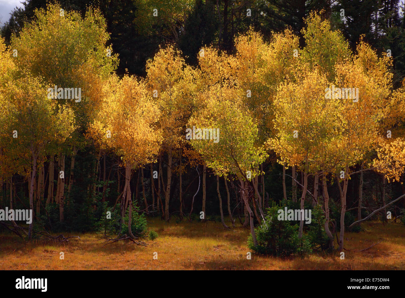Grand Canyon North Rim Aspen Trees Stock Photo - Alamy