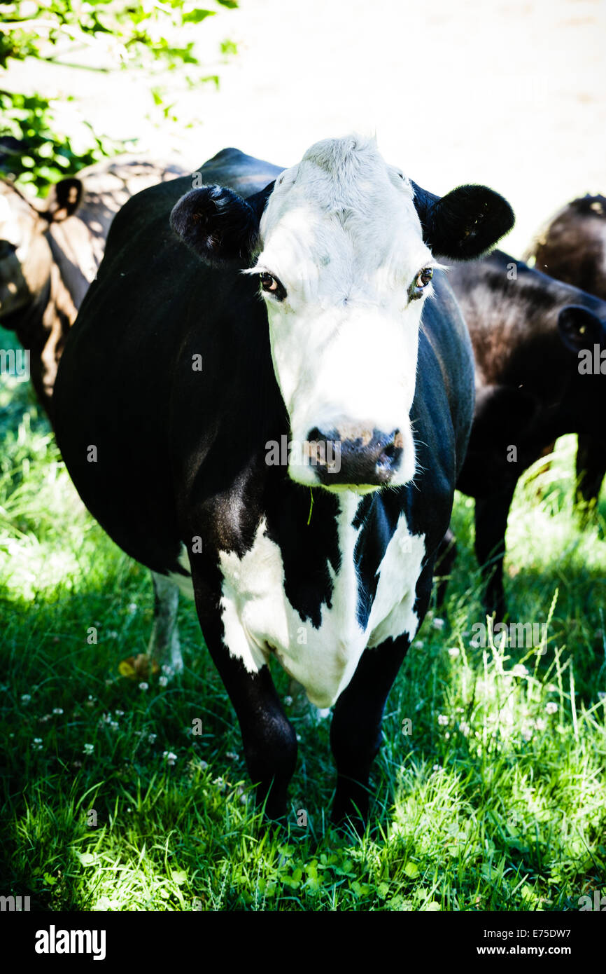 Angus hereford hi-res stock photography and images - Alamy