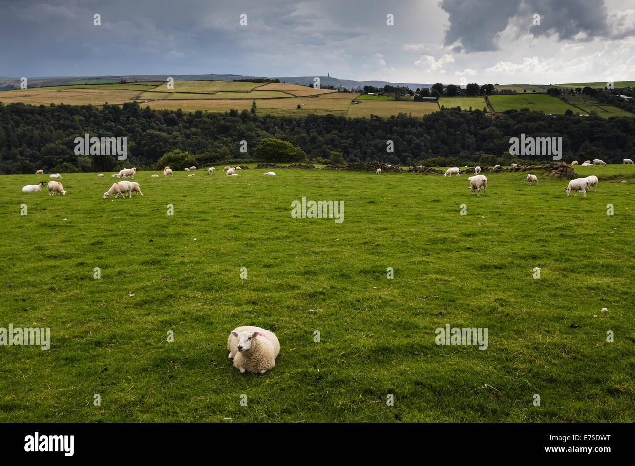 Sheep on Fields with summer storm brewing Stock Photo - Alamy