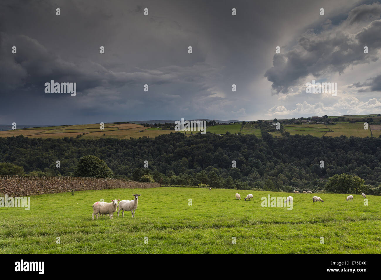 Sheep storm hi-res stock photography and images - Alamy