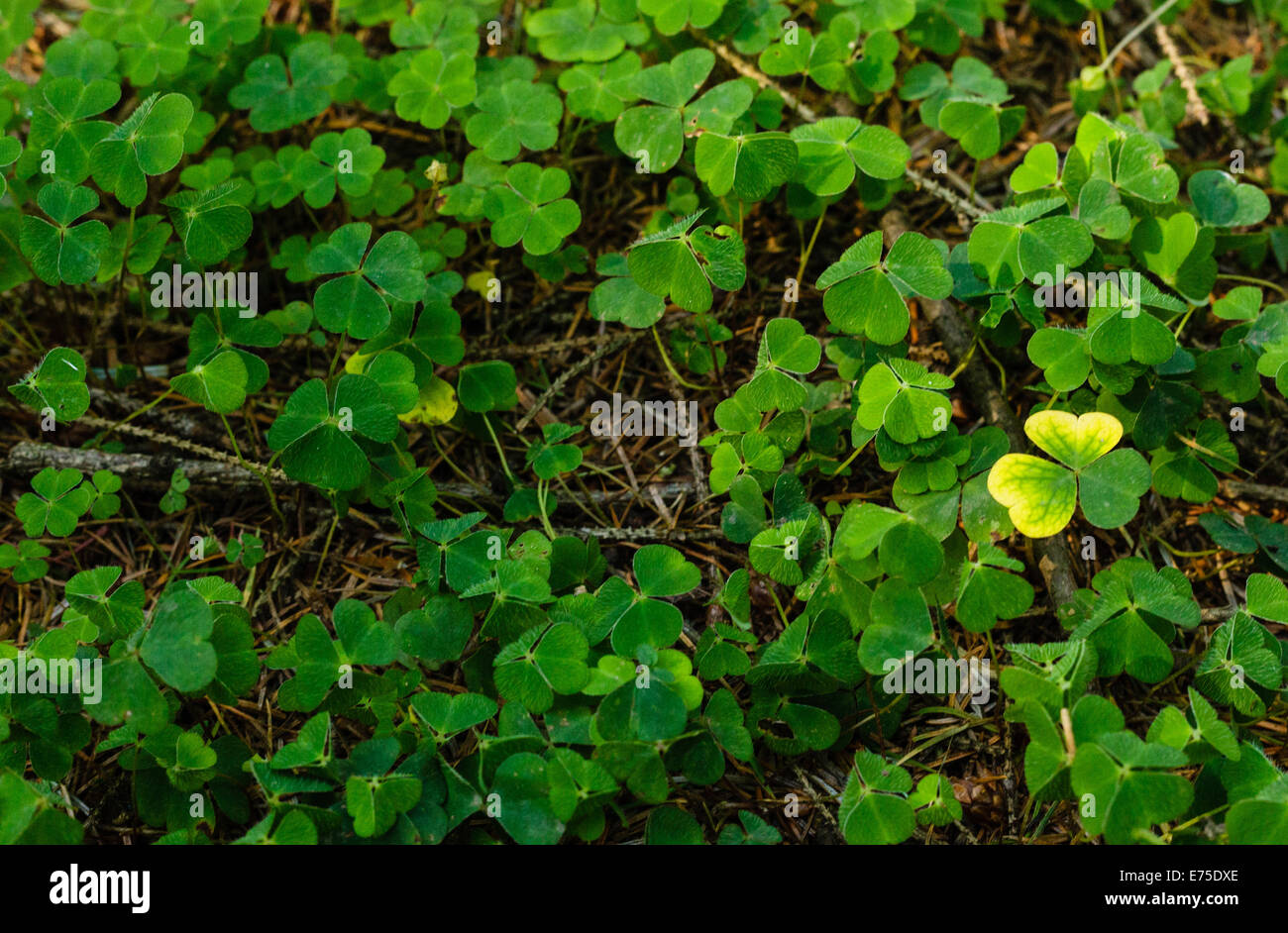 Yellow clover hi-res stock photography and images - Alamy