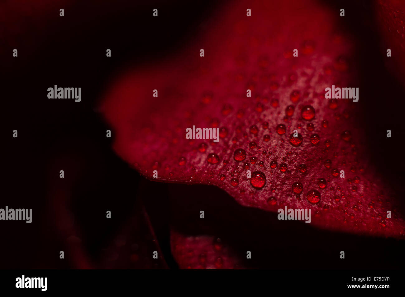 Red rose pettle hi-res stock photography and images - Alamy