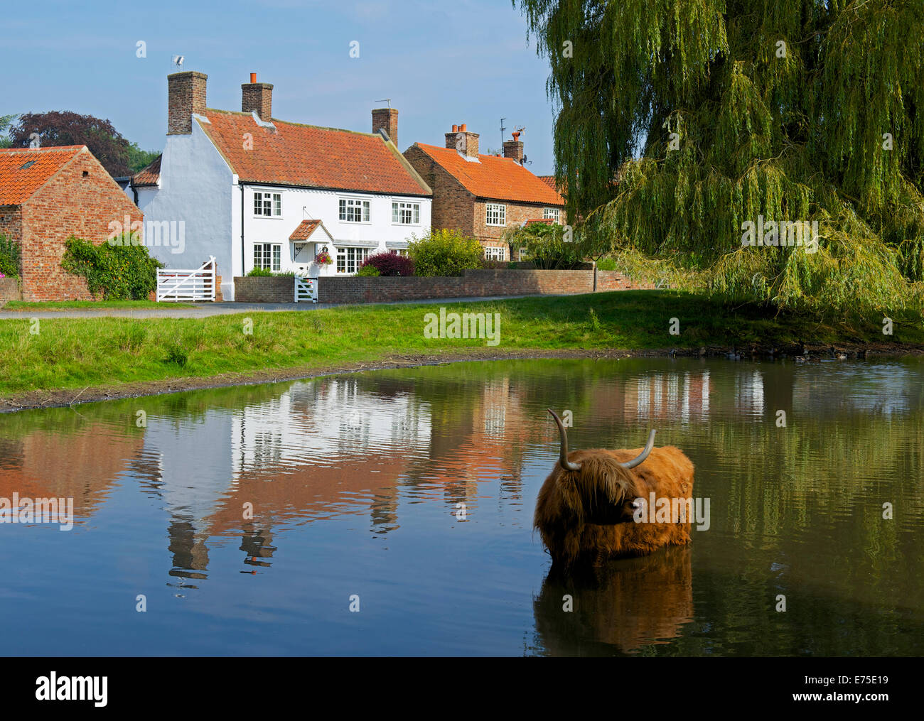 The village pond - and highland cow - in Nun Monkton, near York, North ...