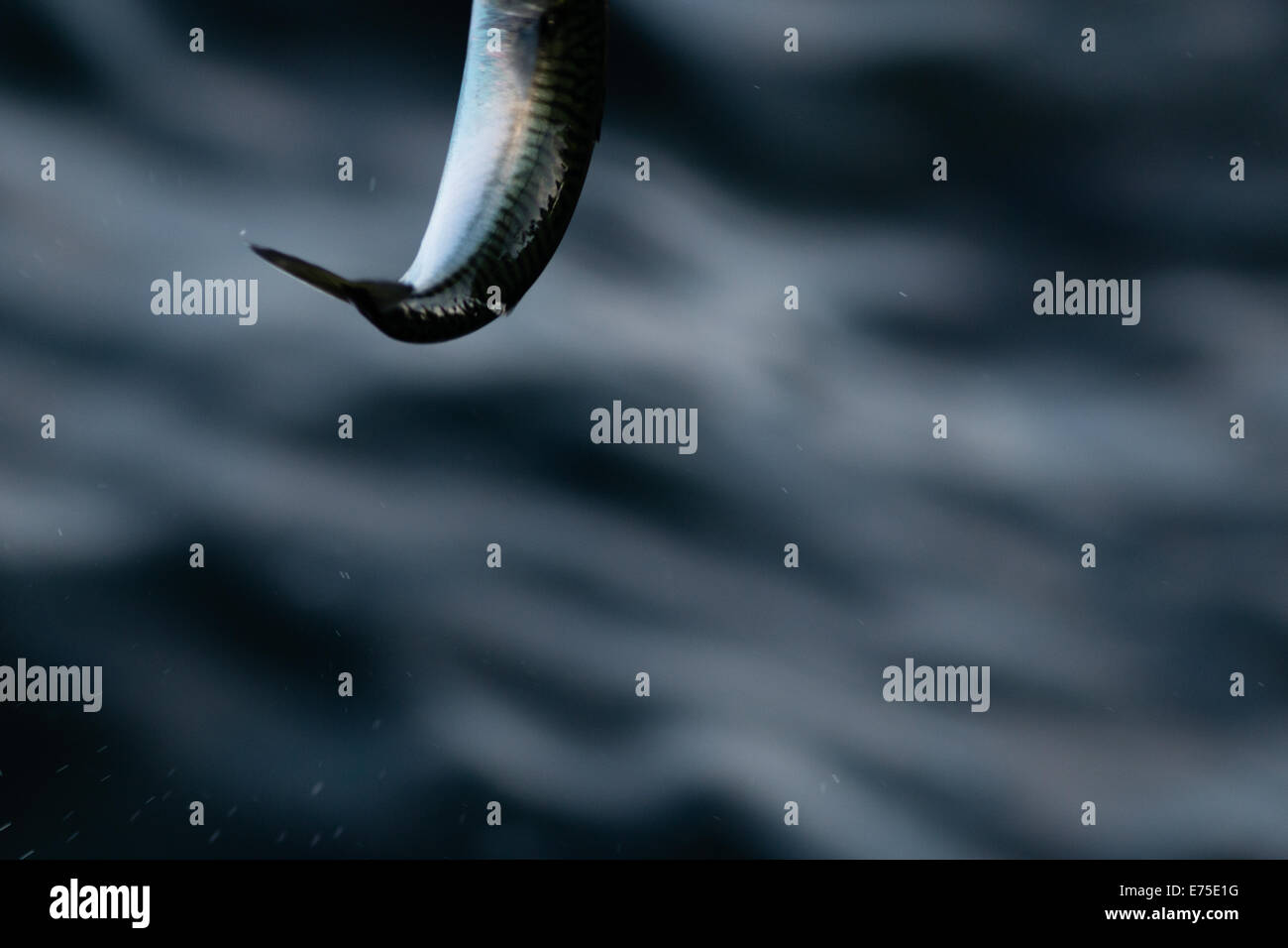 Mackerel (Fish) Being Caught By Fisherman, At Hook Head Lighthouse, Co ...