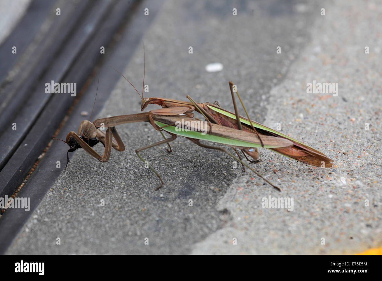 Mantis mating hi-res stock photography and images - Alamy