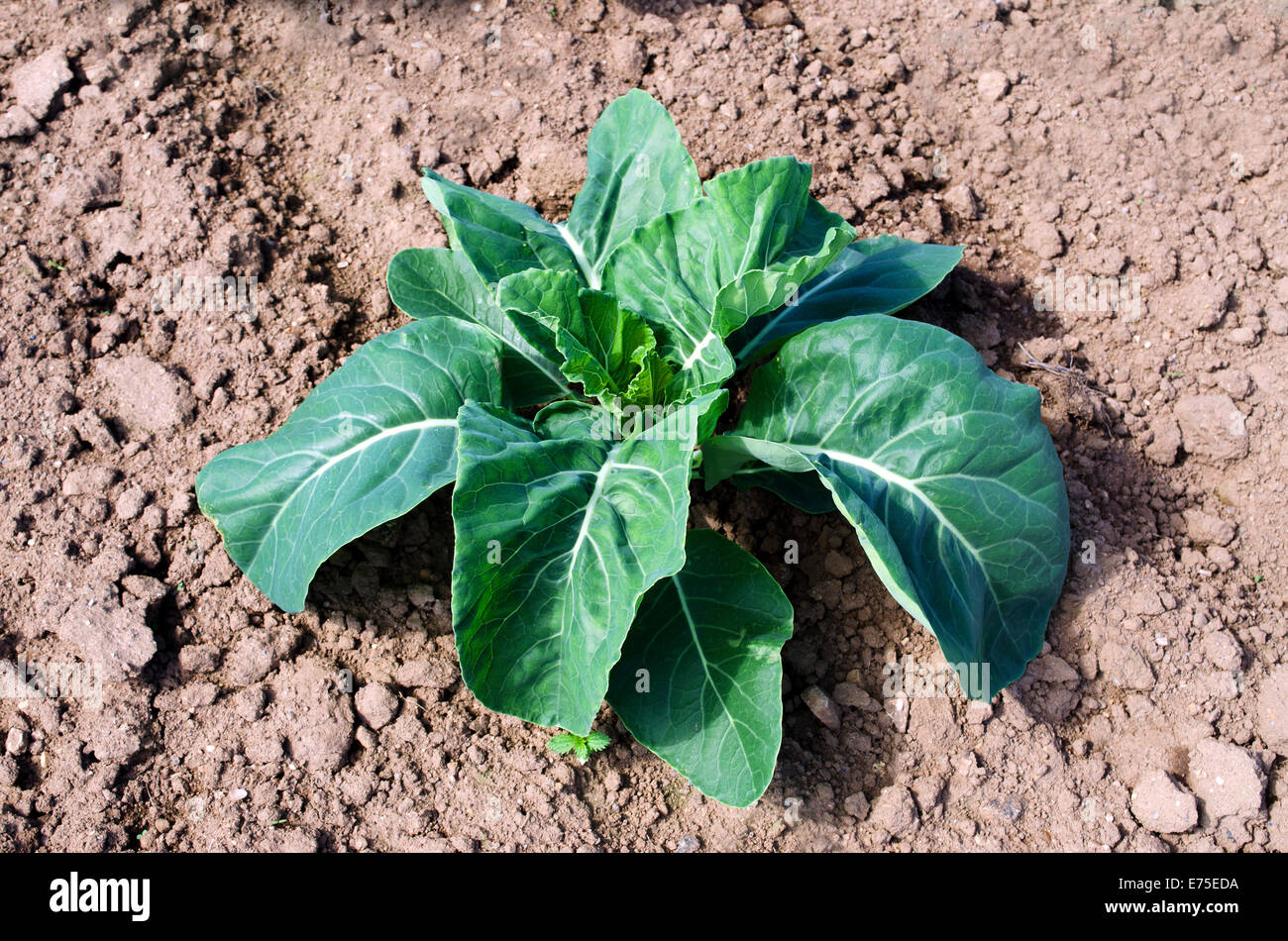 Young cabbage hi-res stock photography and images - Alamy