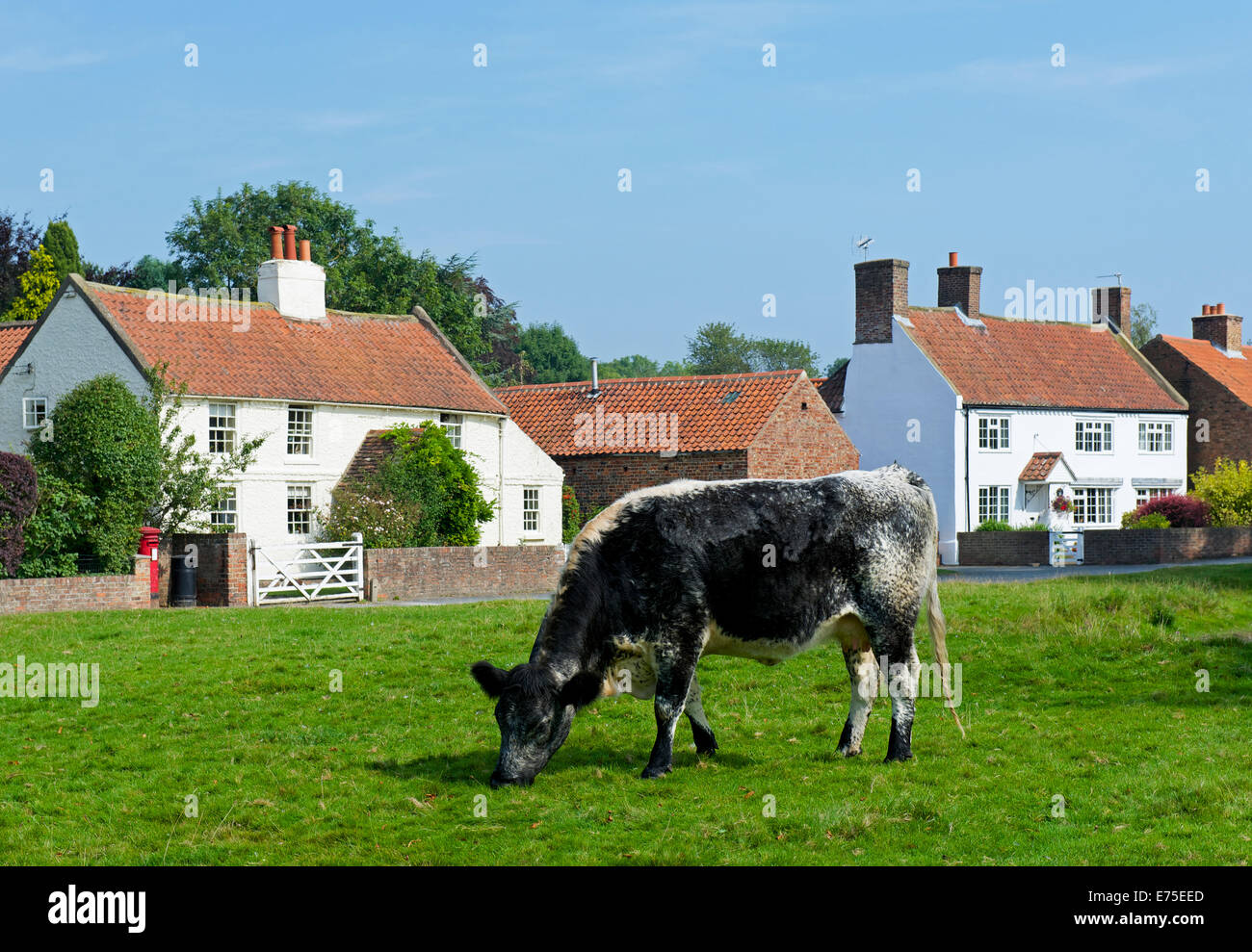 Cow grazing on common land in the village of Nun Monkton, near York ...