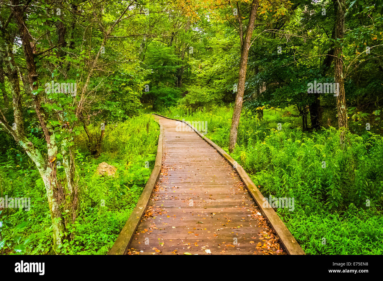 Boardwalk path along the Limberlost Trail in Shenandoah National Park ...