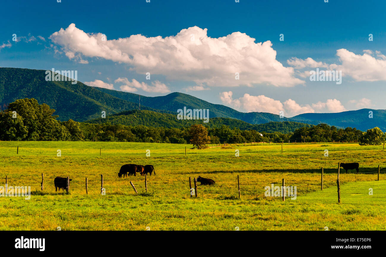 Blue ridge mountains animal hi-res stock photography and images - Alamy
