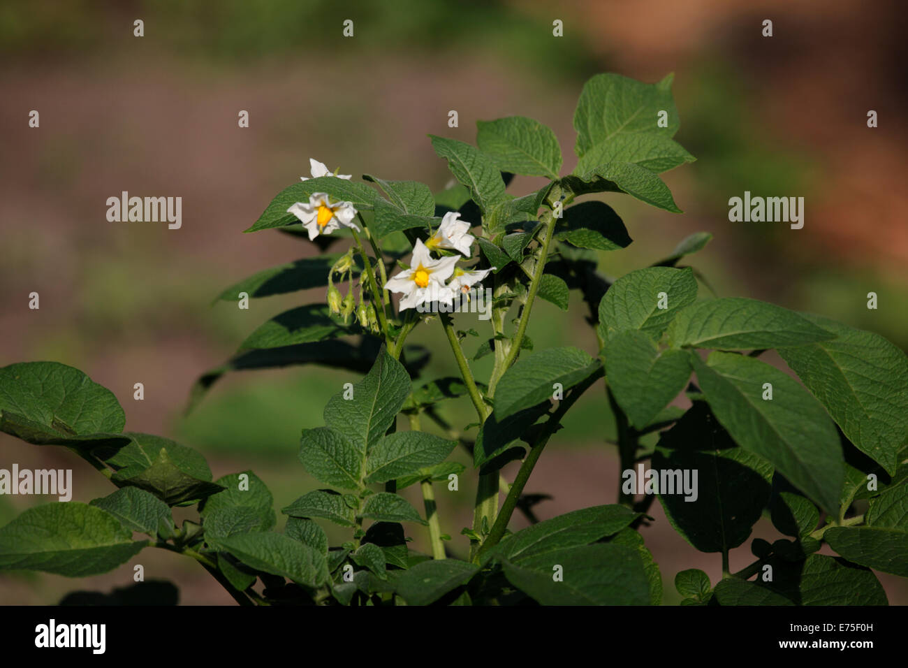 White potato plant blossoms Stock Photo - Alamy