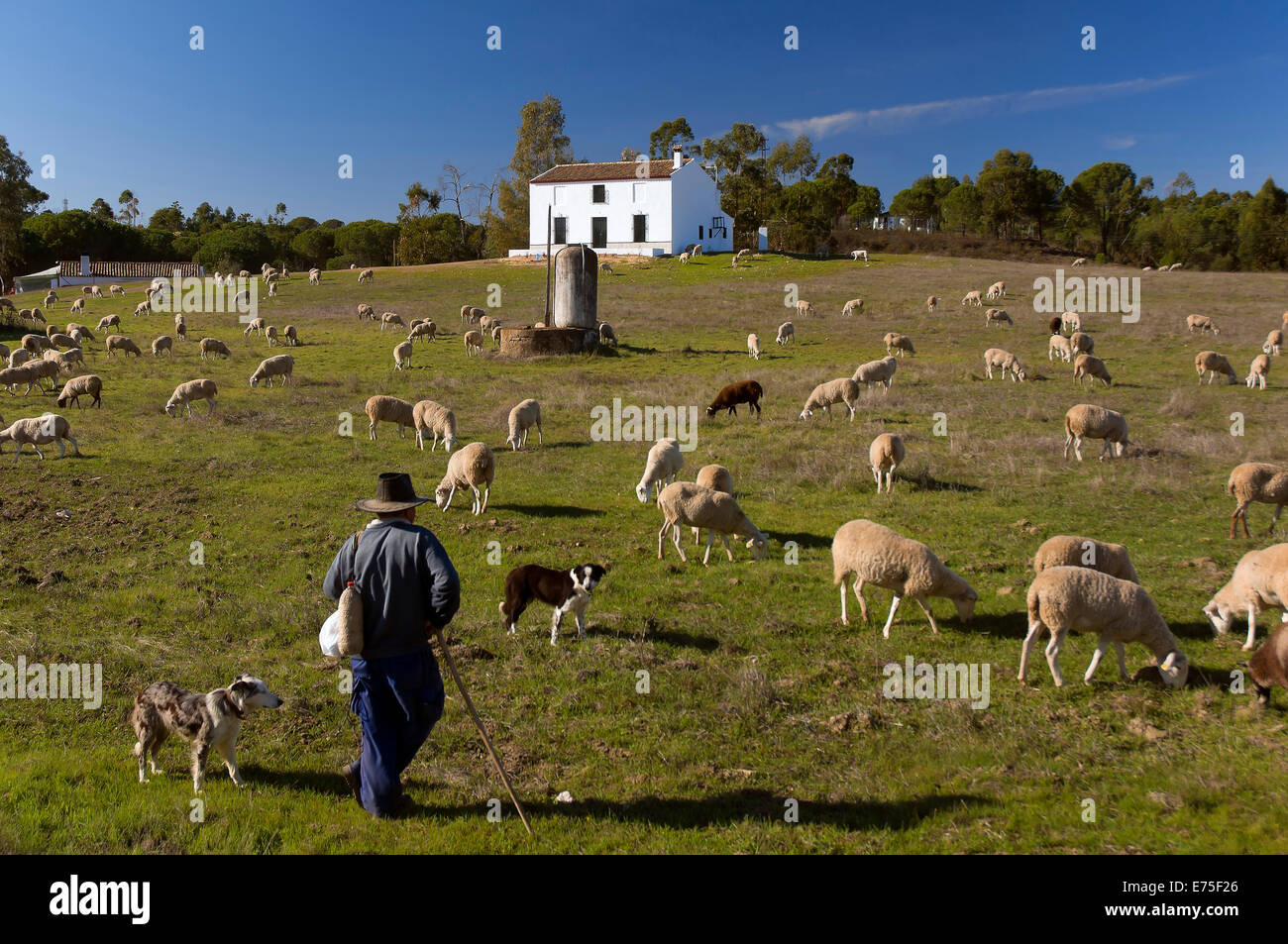 Sheep cane hi-res stock photography and images - Alamy