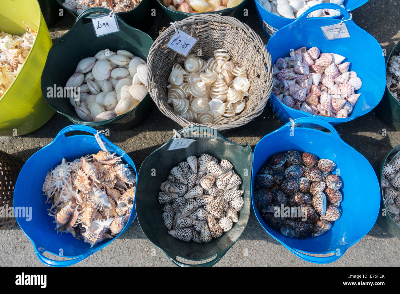 Sea shells for sale in colourful colorful baskets on waterfront at ...