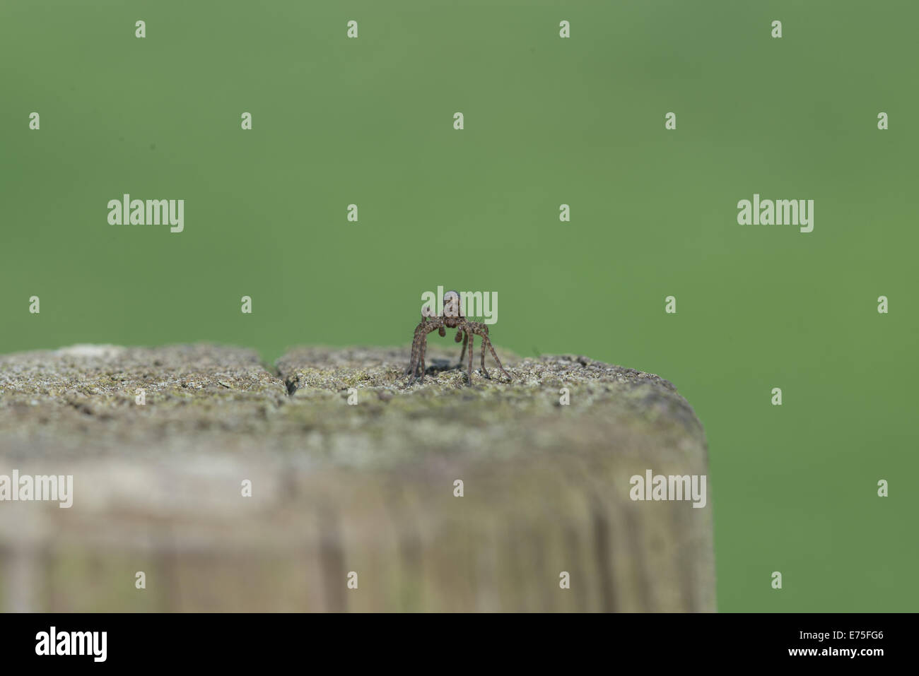 Spider dancing hi-res stock photography and images - Alamy