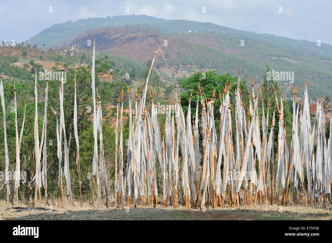 Prayer flags, Chime Lhakhang temple dedicated to Lama Kunley, Punakha ...