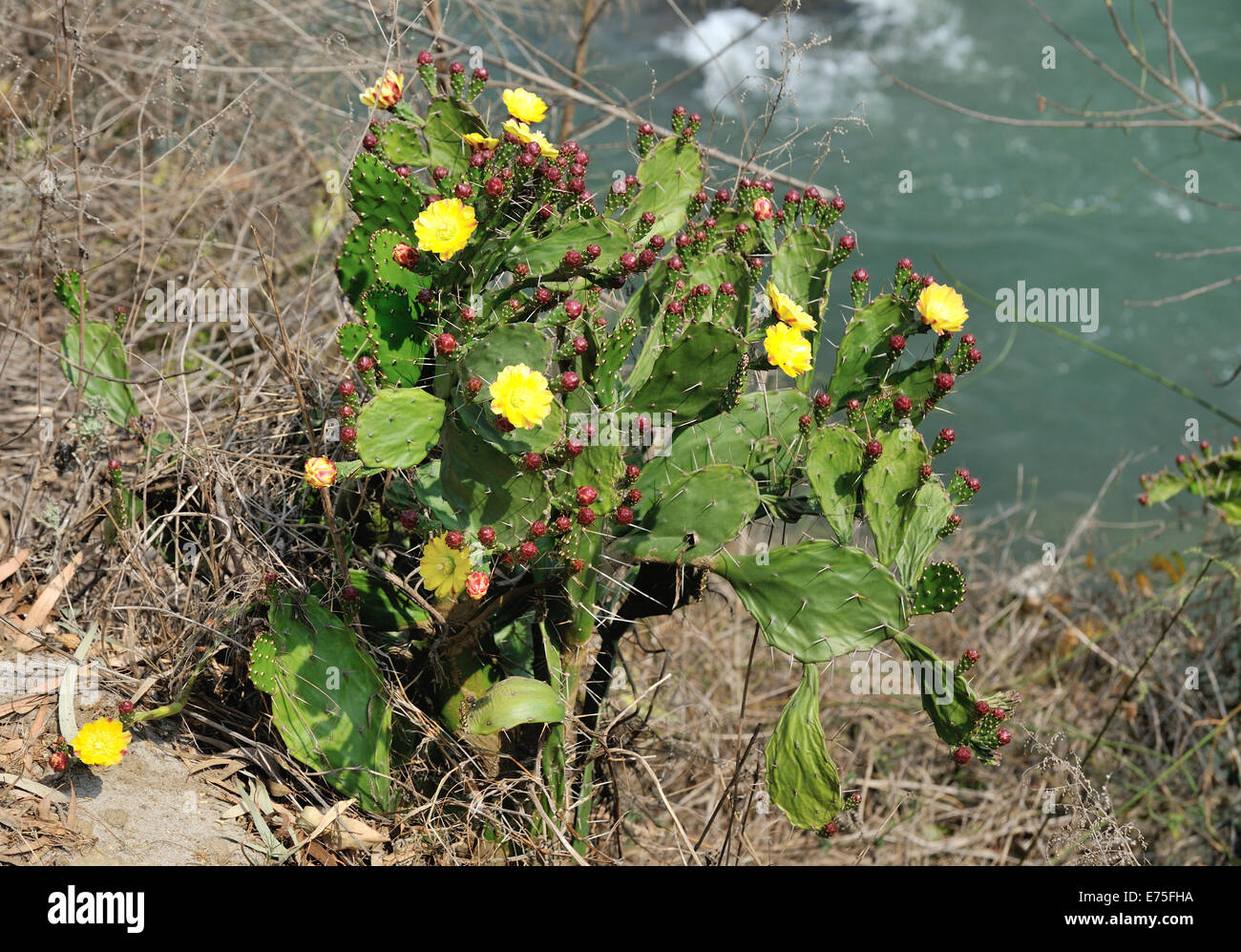 Flowering cactus, Punakha, Bhutan Stock Photo - Alamy