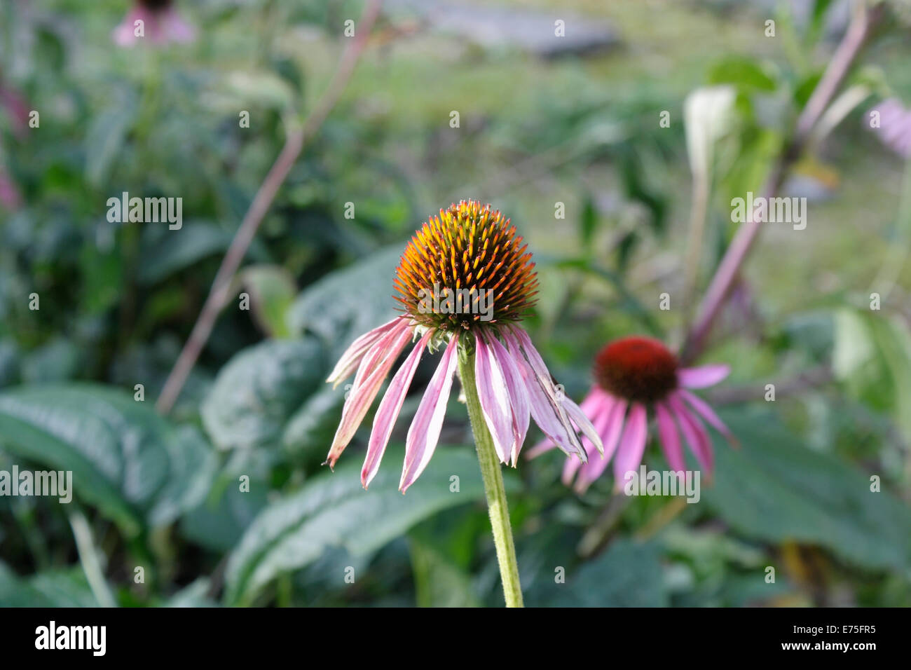 Purple cone hi-res stock photography and images - Alamy