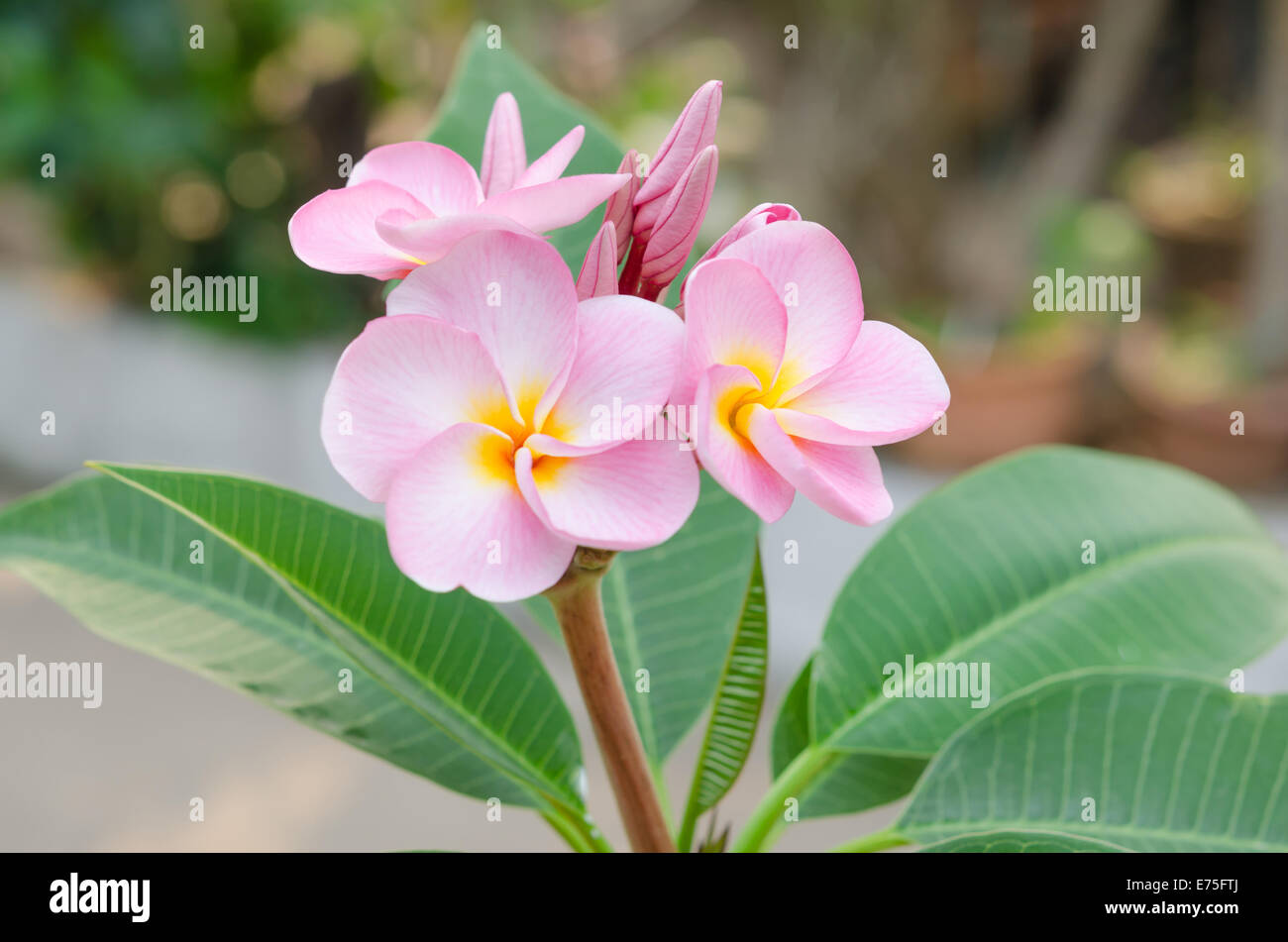 Frangipanni hi-res stock photography and images - Alamy
