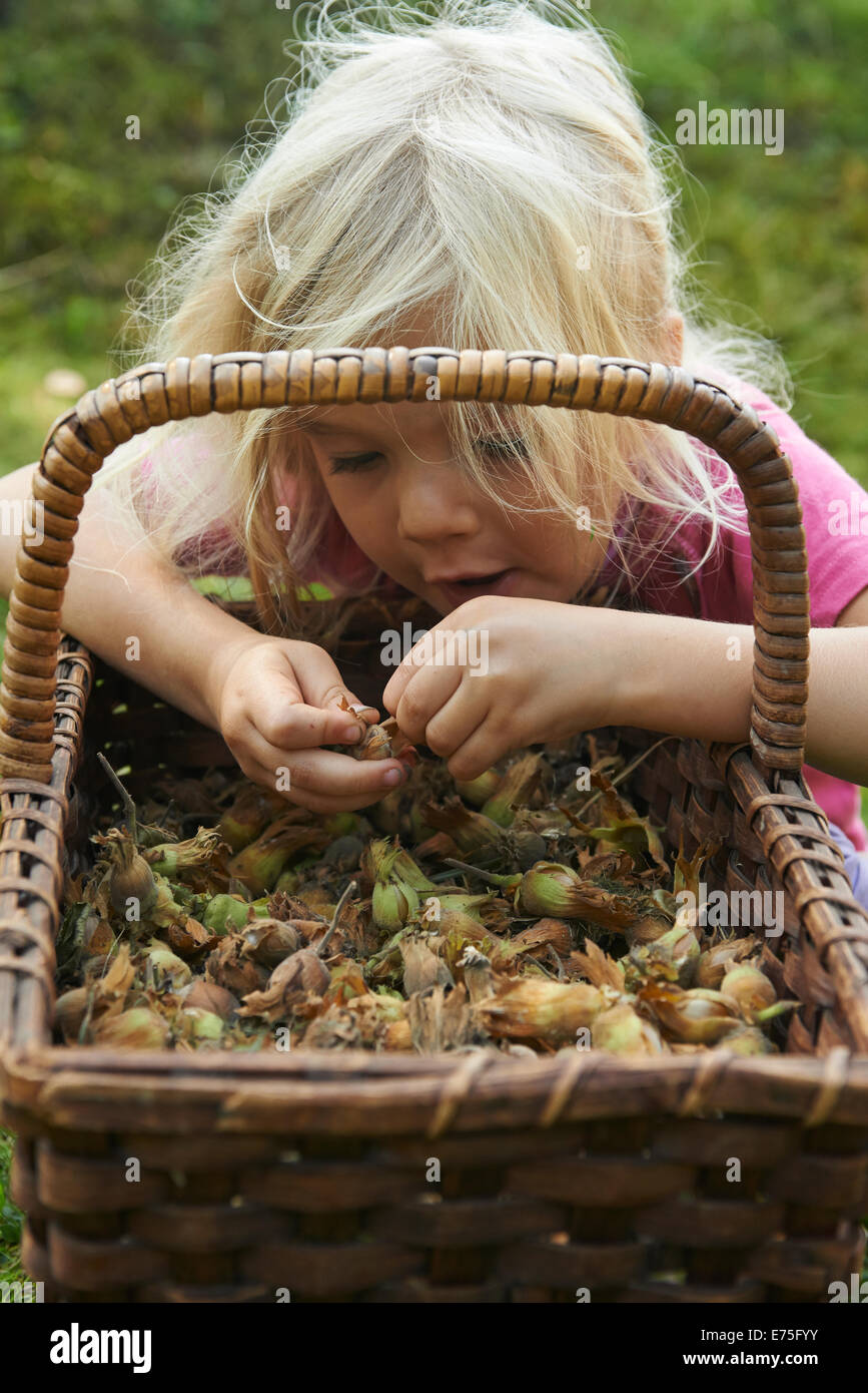 Child blond girl gathering hazelnuts in wooden basket, garden Stock ...