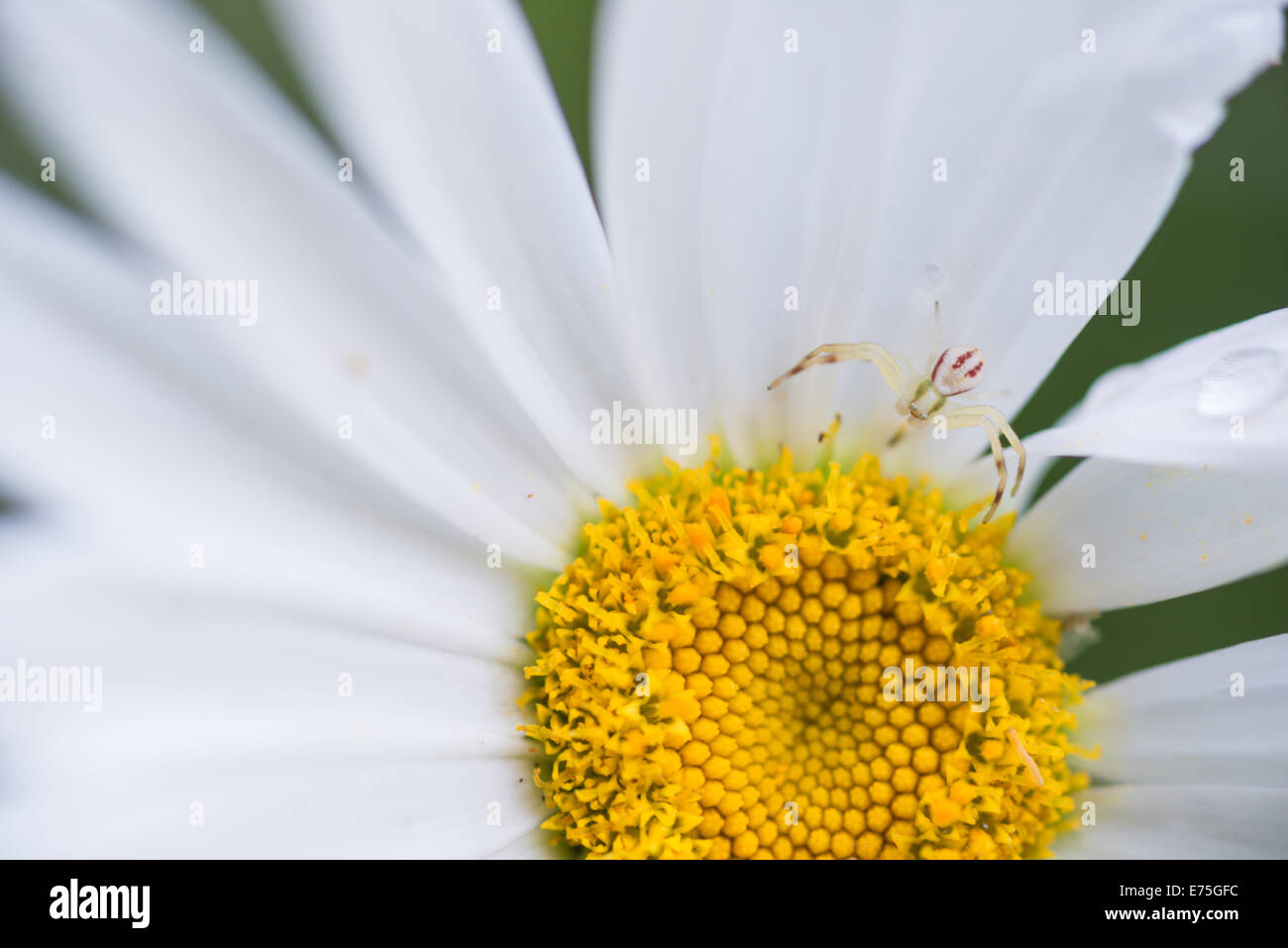 White-banded crab spider, Misumenoides formosipes, perched waiting for ...